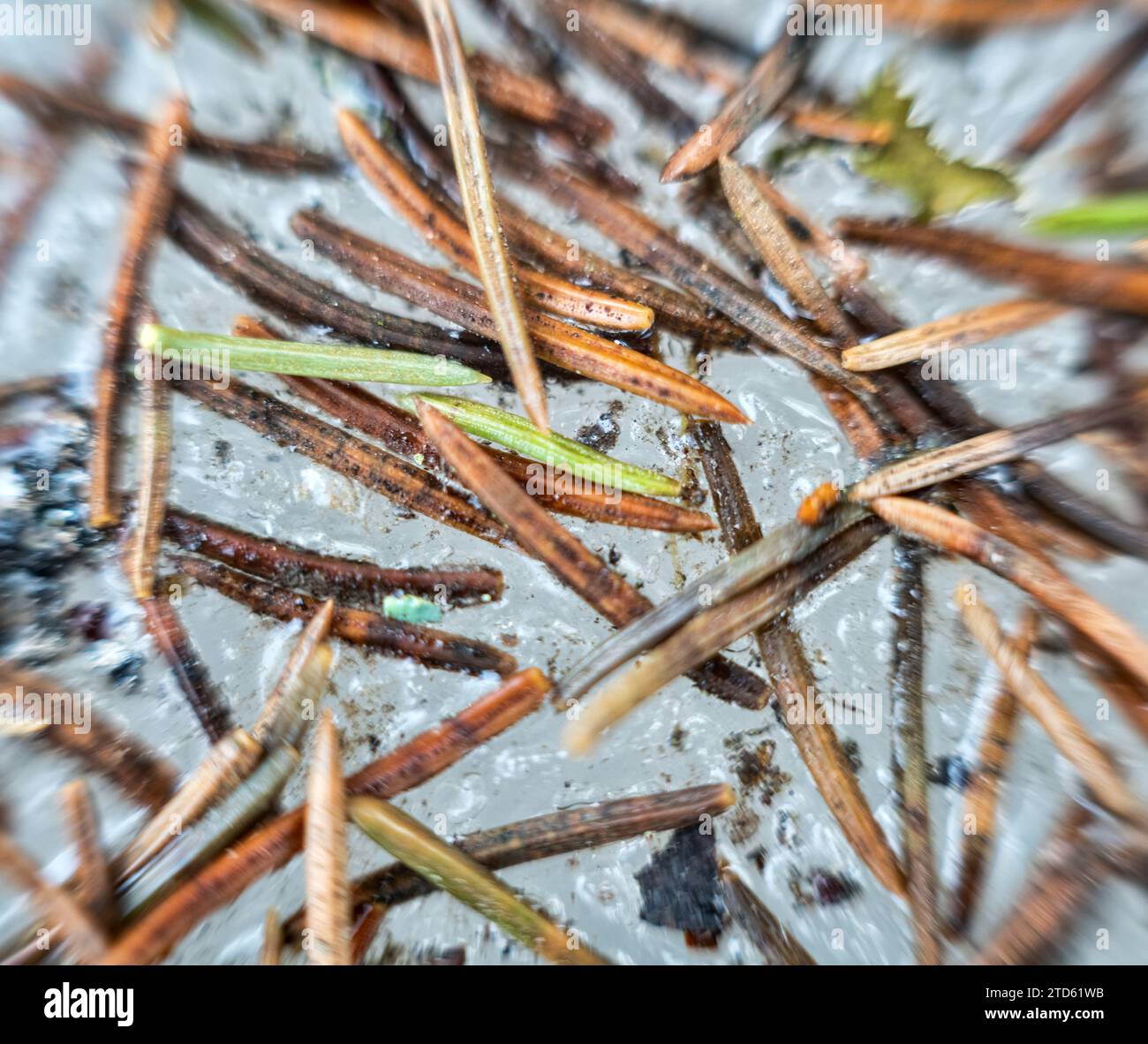Forestery. Spruce needles and particles of bark on spring melted snow ...