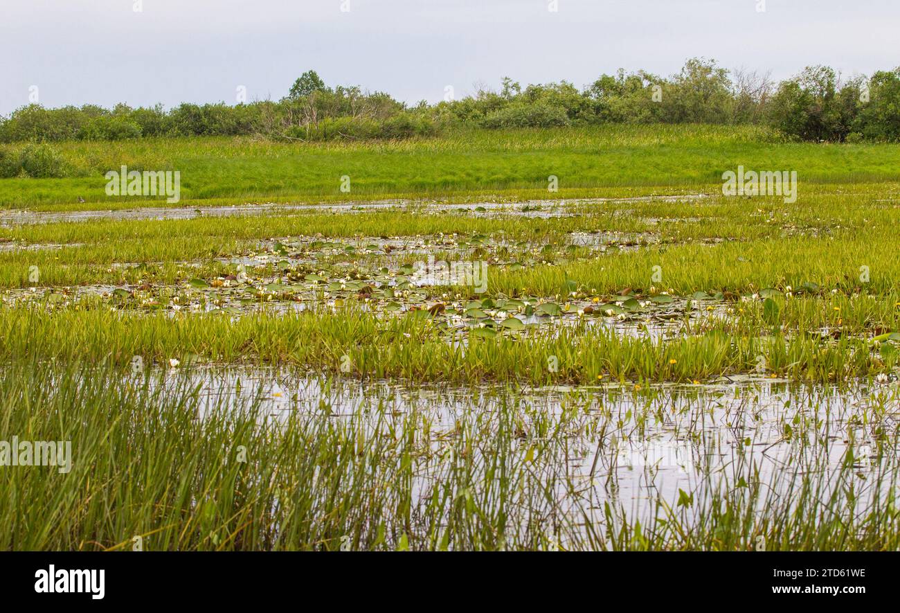 Deep pool, broad after flooding, flood meadows in flat river valley ...