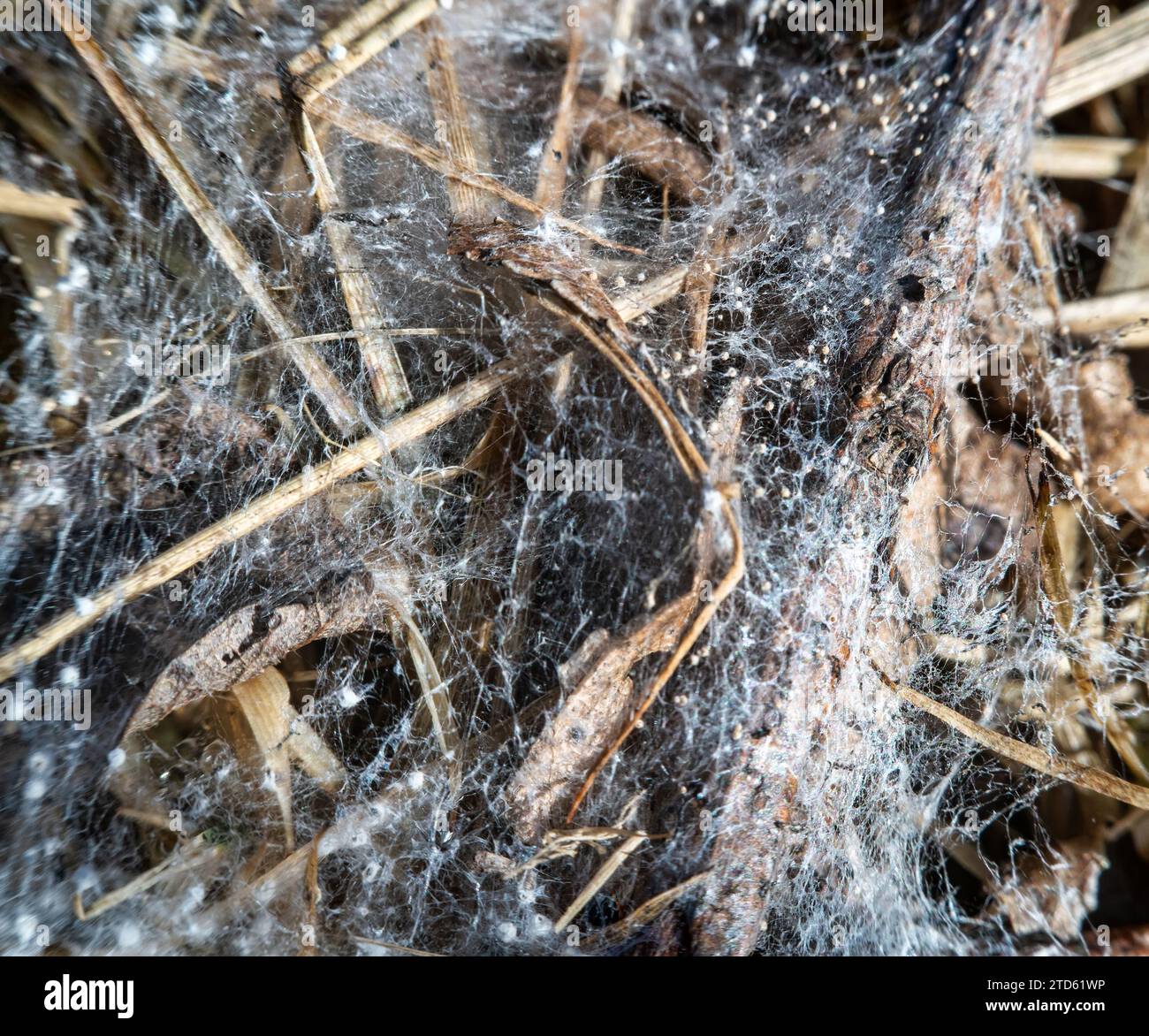 Fusarium patch, Microdochium nivale. Mold develops under the snow and ...