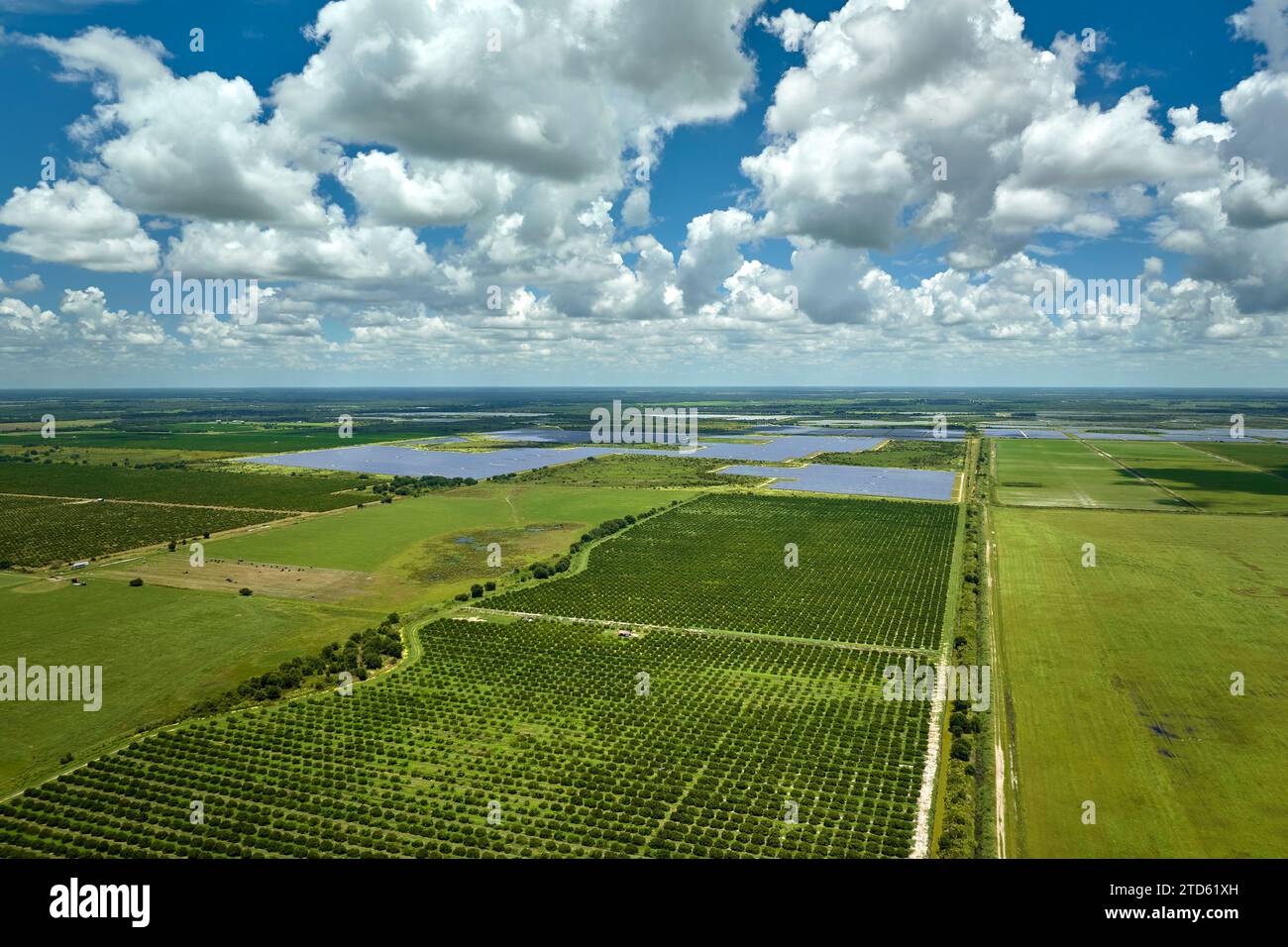 Aerial view of Florida farmlands with rows of orange grove trees ...