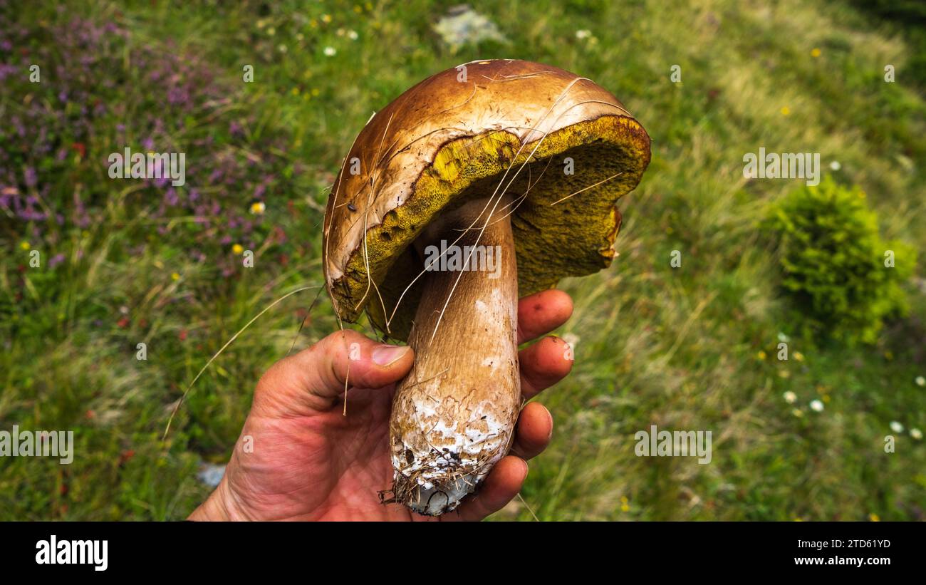 Porcini mushroom, Boletus species, picked in Ladis, Tirol, Austria ...