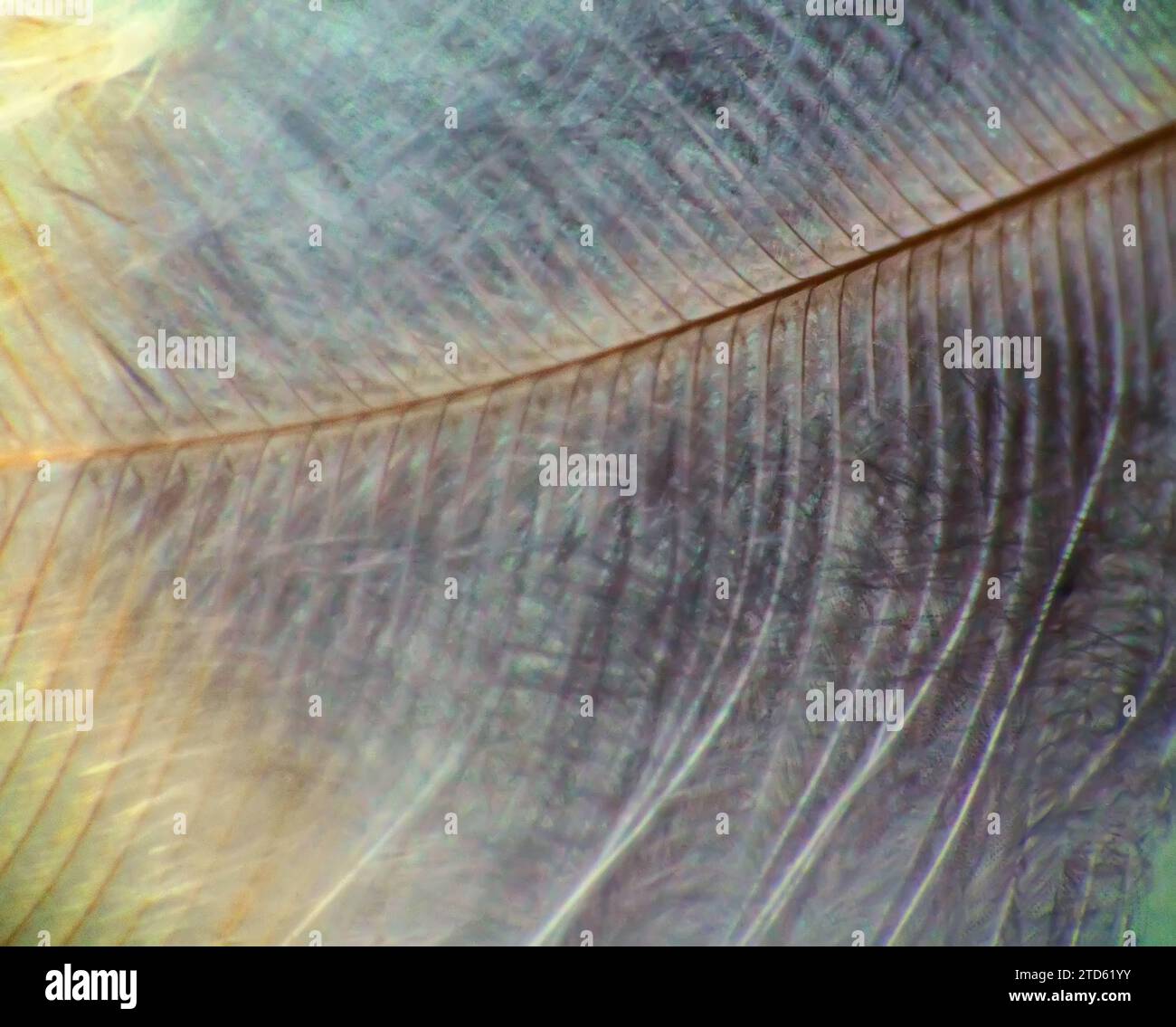 Duck tectrix, pinnula first and second order. Extreme close up Stock ...