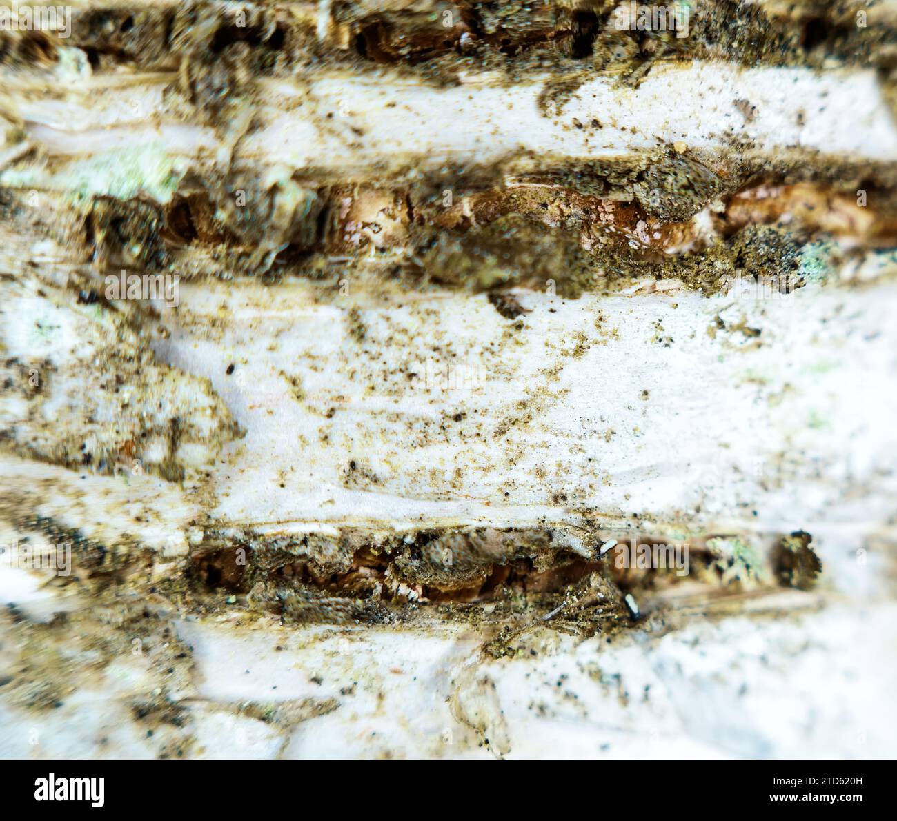 Birch bark on living tree. European white birch; weeping birch. Extreme ...