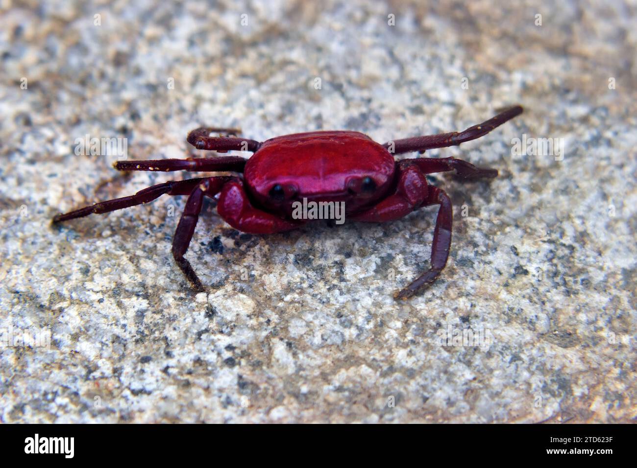 Red freshwater (river) crab from Thailand Stock Photo - Alamy