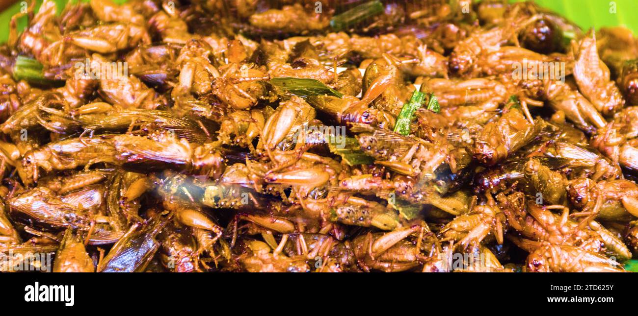 Exotic Asian food. Thai ancient cuisine. Fried insect, cocky, cockroach ...