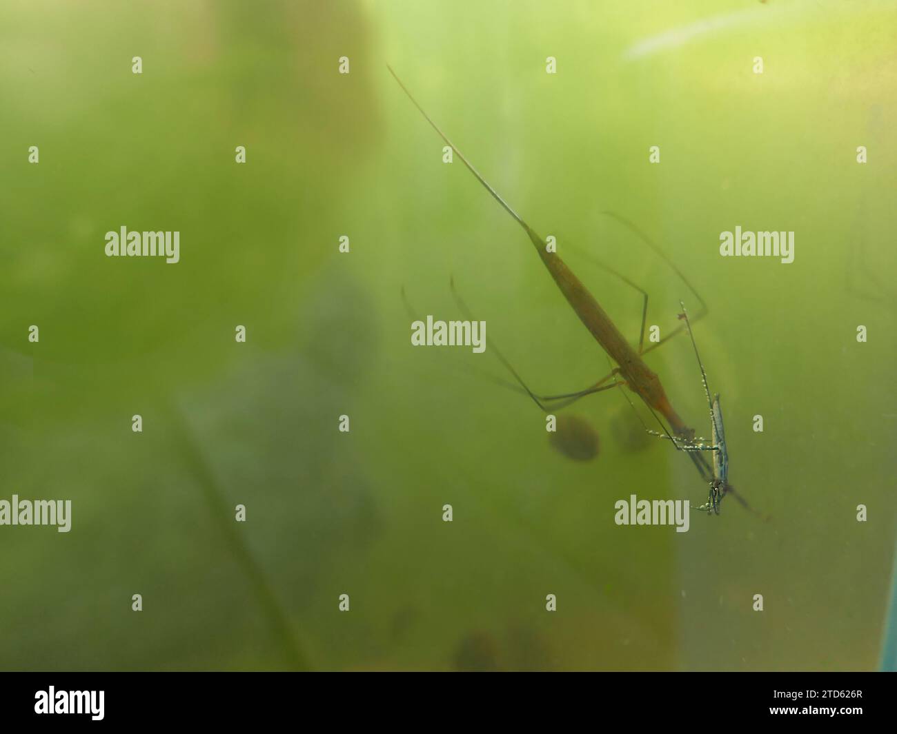 Feeding behavior of animals, ecology of fresh water bodies. Water stick ...