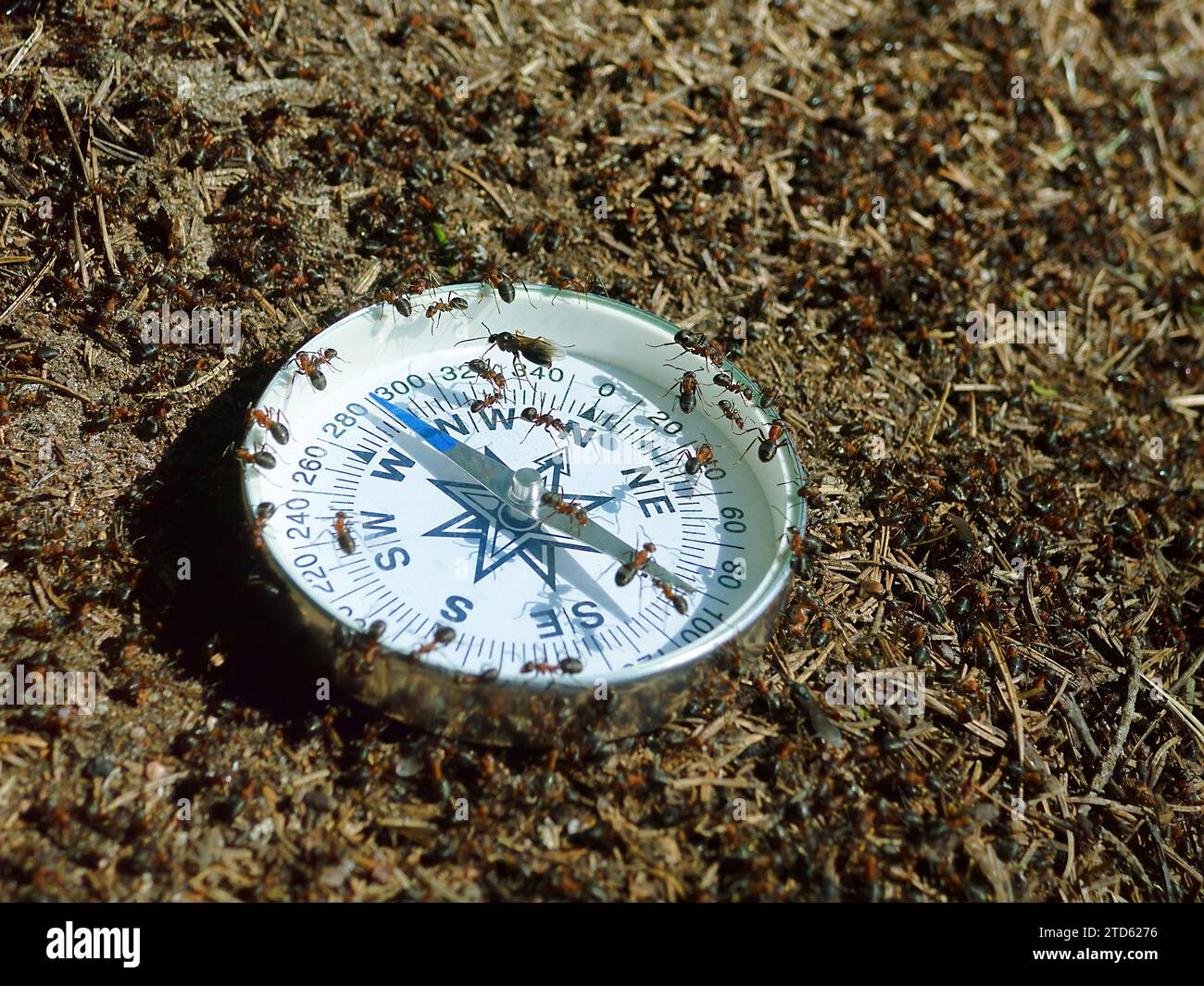 All animals are well oriented in space (wayfinding), as they have an ...