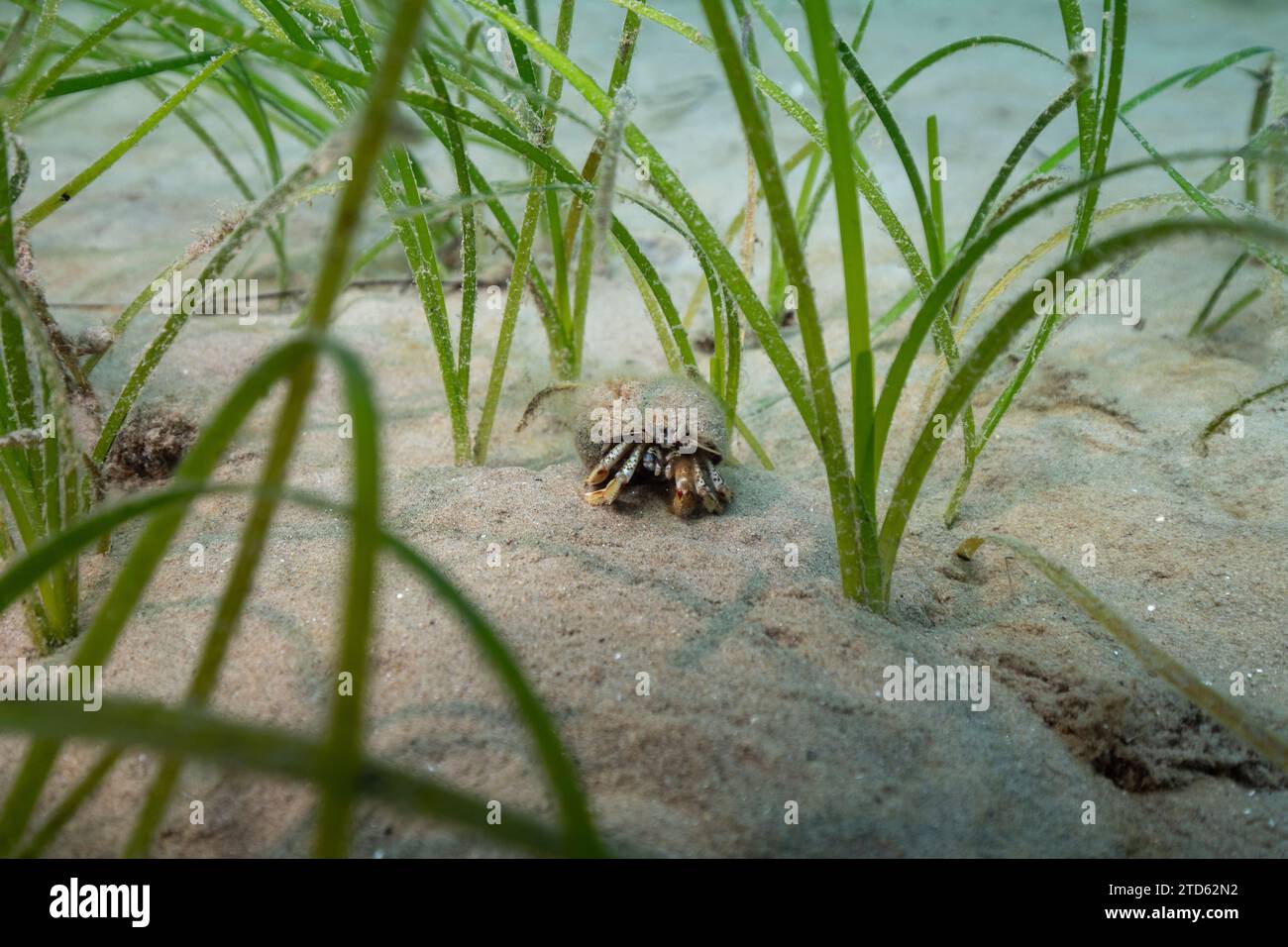 Hermit crab (Pagurus bernhardus) within a seagrass meadow Stock Photo ...