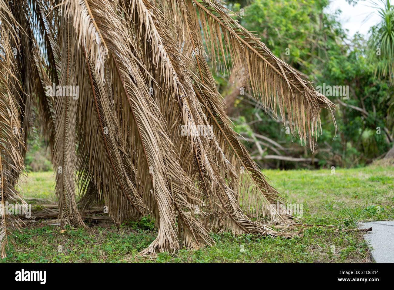 Dead palm tree with dry branches on Florida home backyard. Tree removal ...