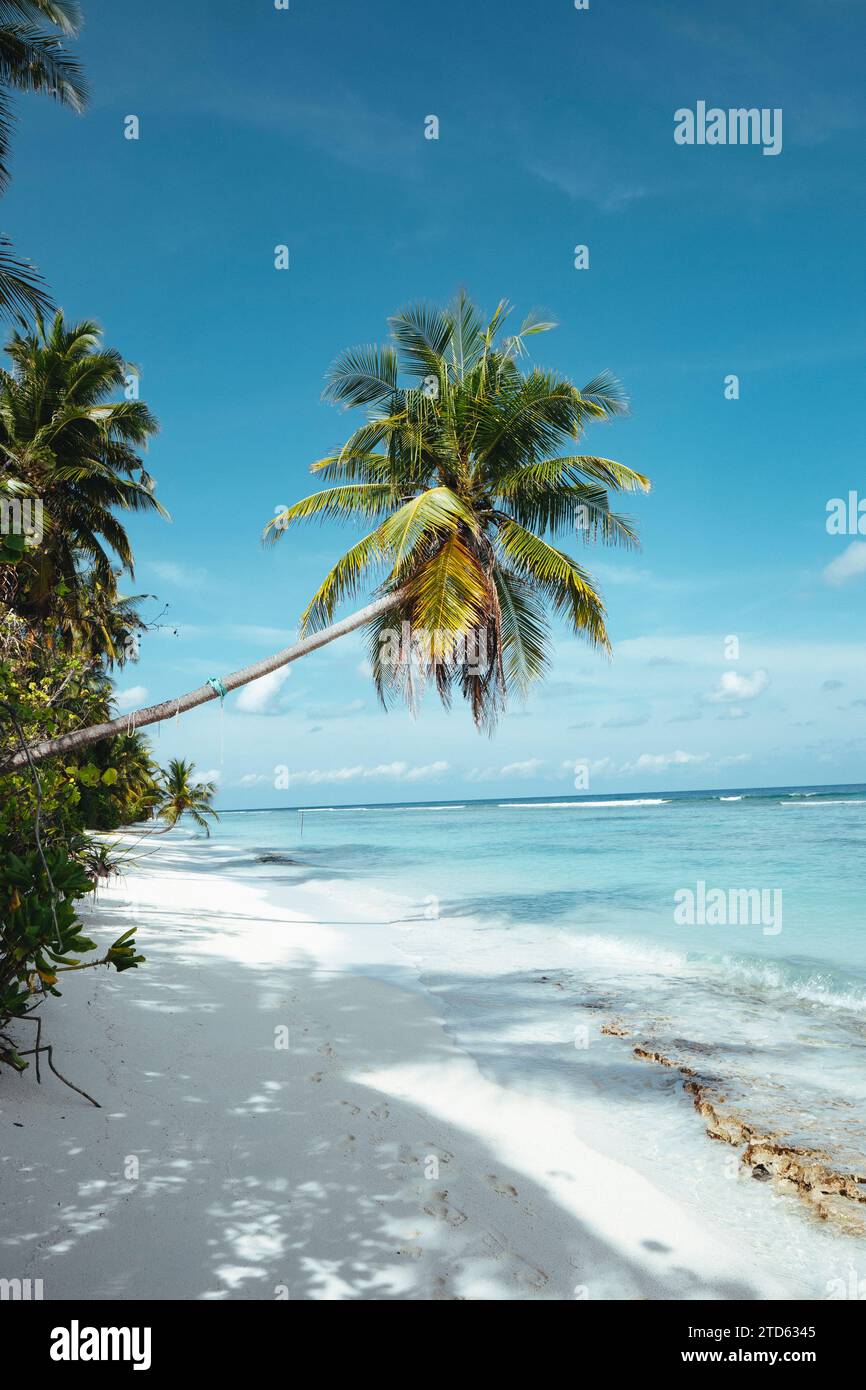Palm tree on a beach on Dhigurah Island, Maldives Stock Photo - Alamy