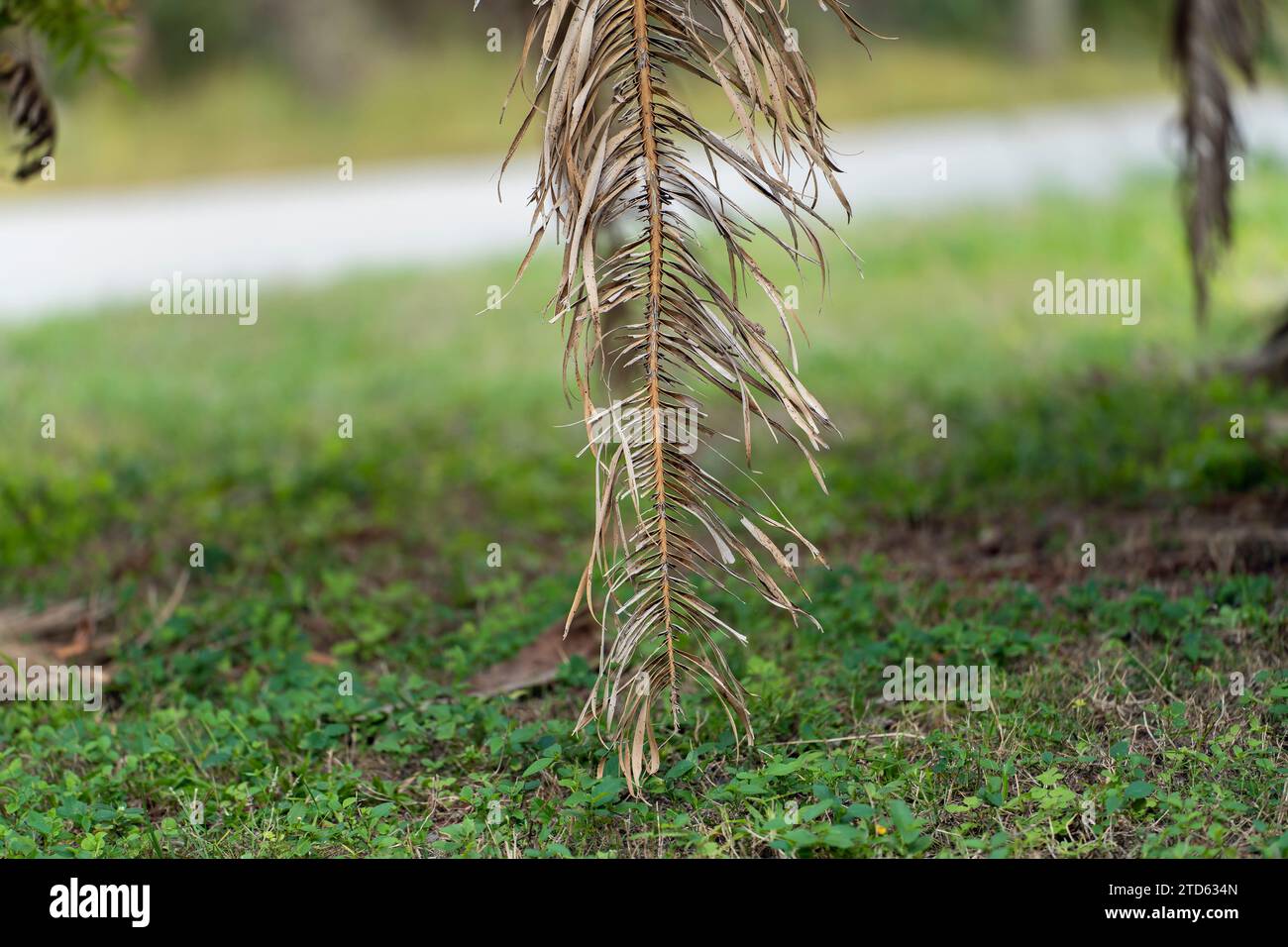 Dry dead palm tree on Florida home backyard Stock Photo - Alamy