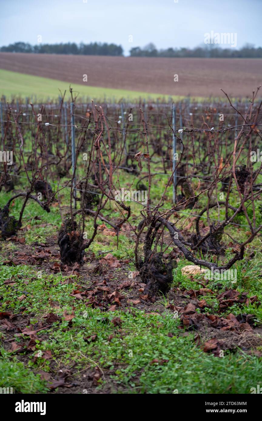 Winter time on Champagne grand cru vineyards near Ambonnay village ...