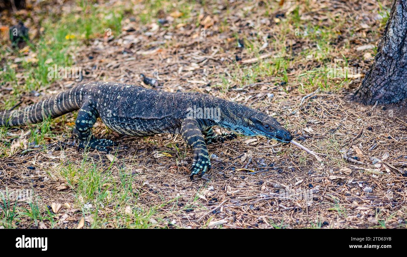 Goanna in a tree hi-res stock photography and images - Alamy