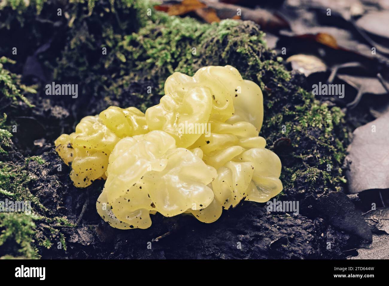 Naematelia hi-res stock photography and images - Alamy