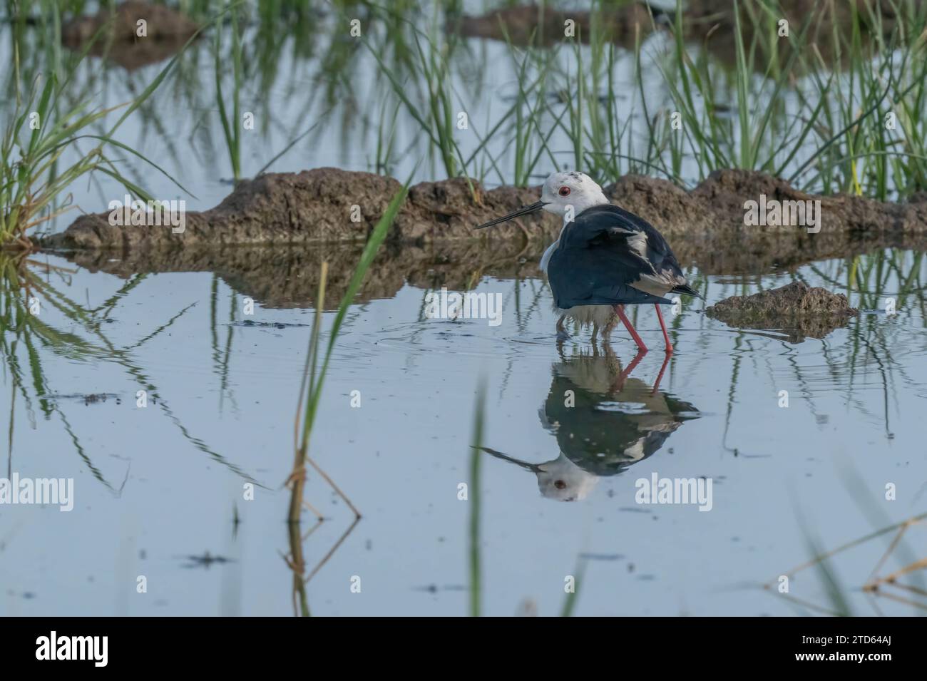 Baby lagoon beach hi-res stock photography and images - Alamy