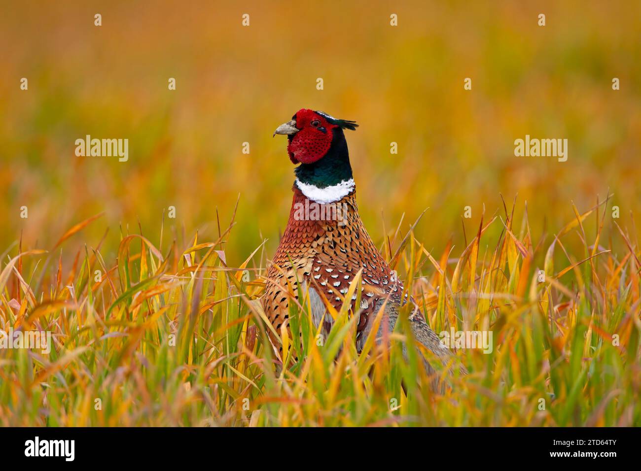 Male Pheasant in picturesque setting Stock Photo - Alamy