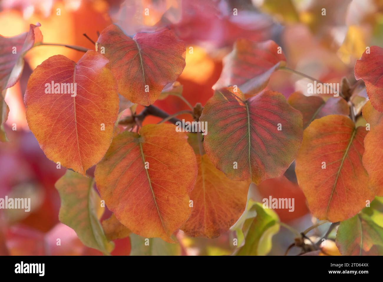 Changing color beautiful autumn hi-res stock photography and images - Alamy
