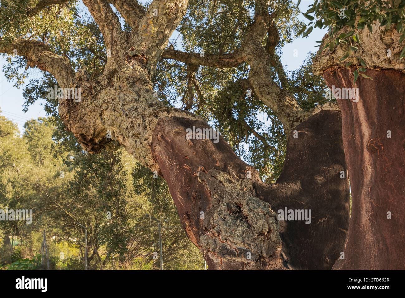 Cork oak tree branch with area where the bark has been removed and ...