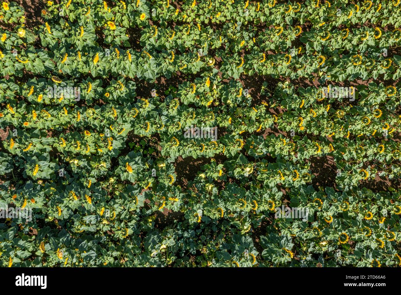 Aerial view of blooming sunflower field in summer Stock Photo - Alamy