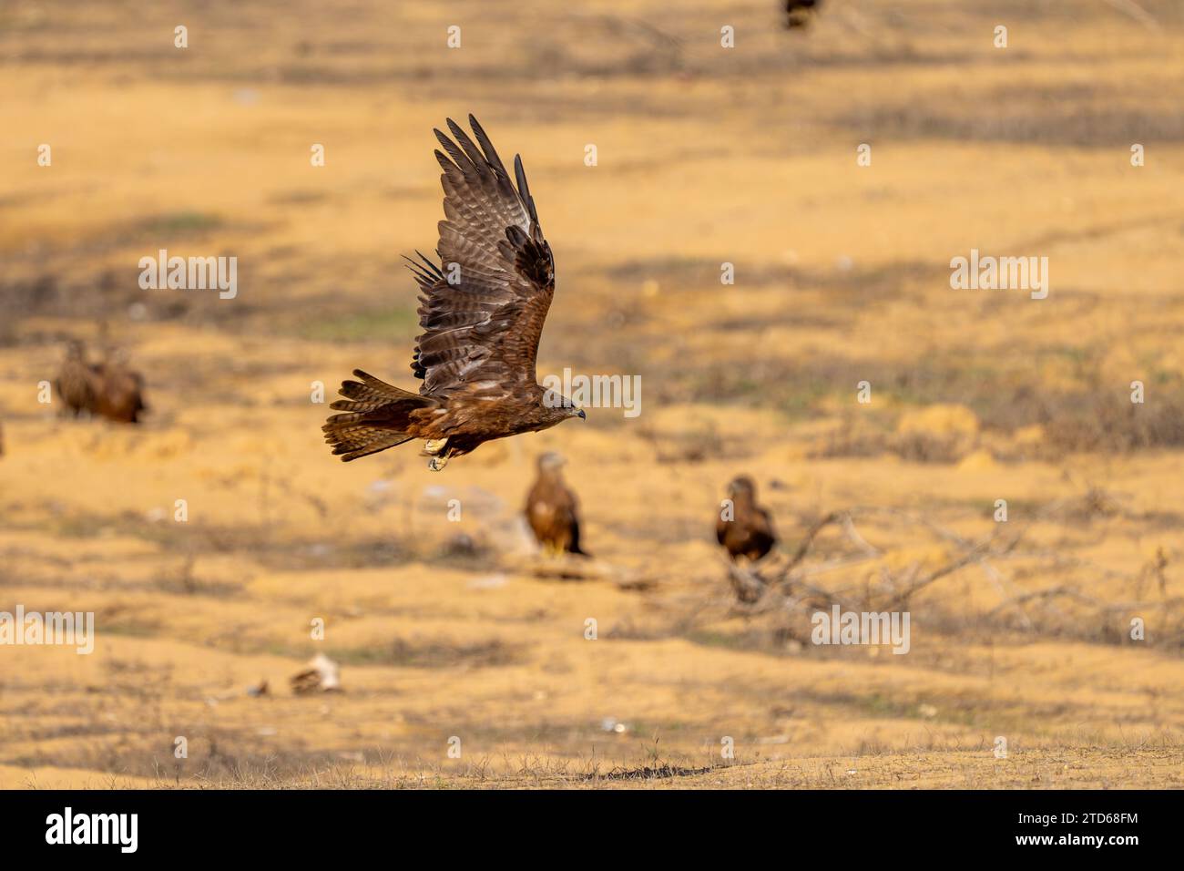 Milvus migrans wintering hi-res stock photography and images - Alamy