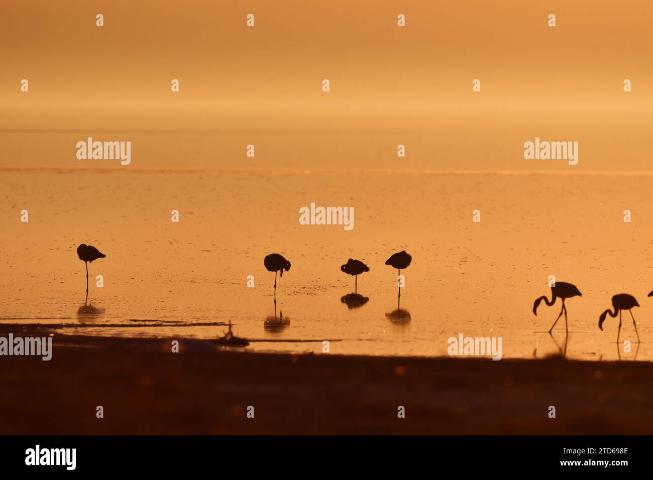 Pink flamingos at sunset hi-res stock photography and images - Alamy