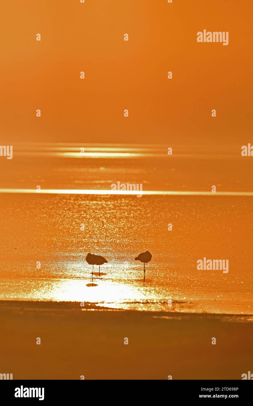 Pink flamingos at sunset hi-res stock photography and images - Alamy
