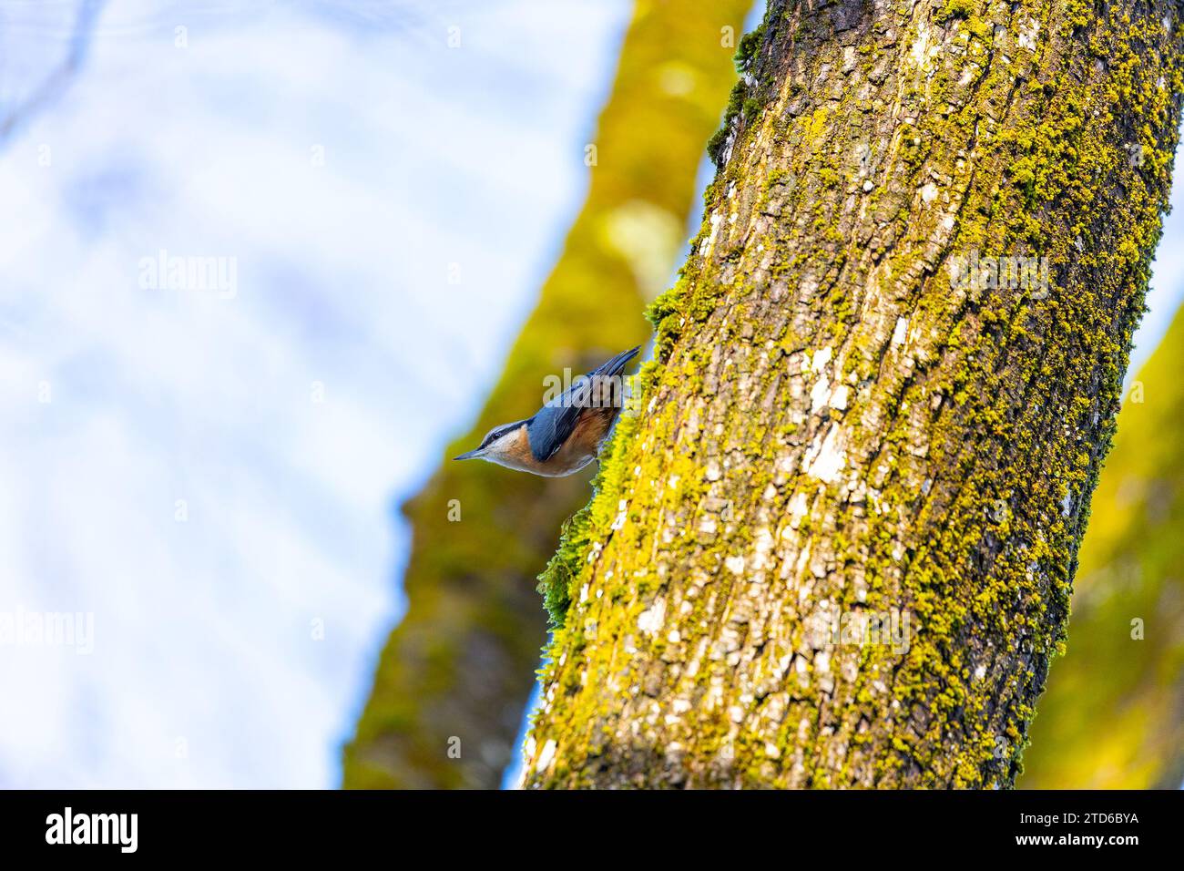 The energetic Eurasian Nuthatch (Sitta europaea), a woodland acrobat ...