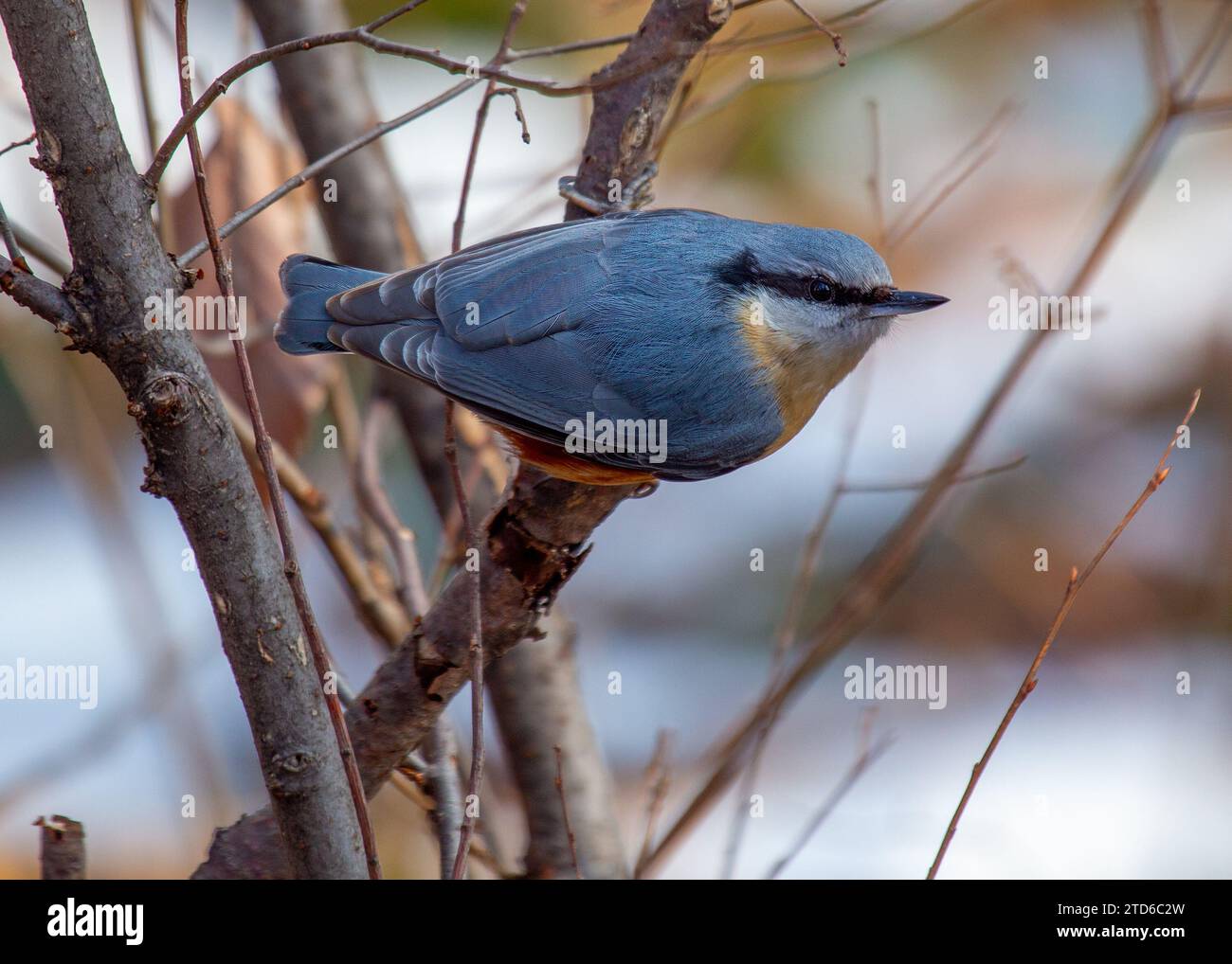 The energetic Eurasian Nuthatch (Sitta europaea), a woodland acrobat ...