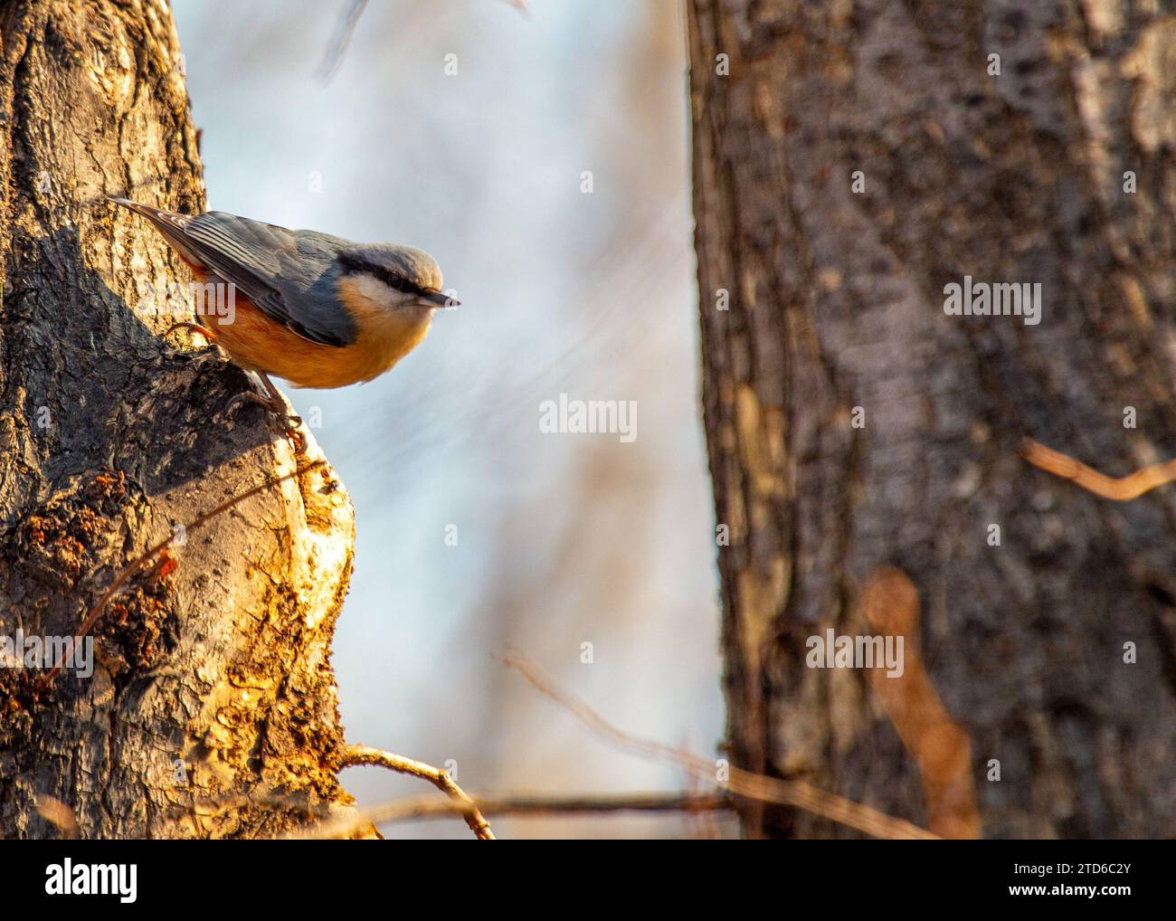 The energetic Eurasian Nuthatch (Sitta europaea), a woodland acrobat ...