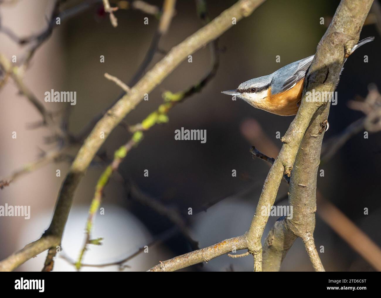 The energetic Eurasian Nuthatch (Sitta europaea), a woodland acrobat ...