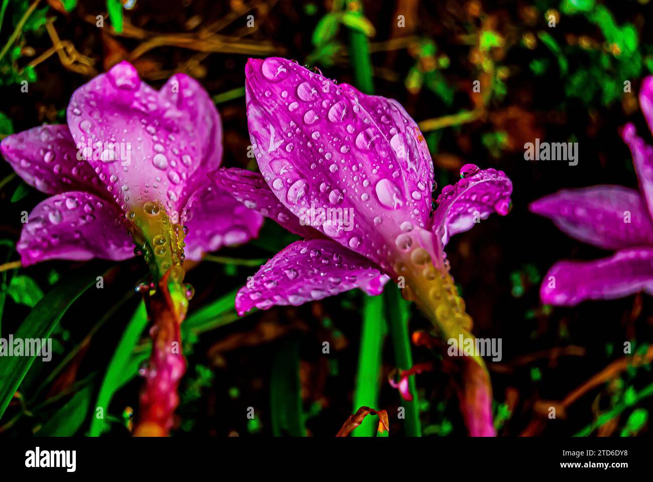 In the enchanting morning embrace of Arusha, Tanzania, a delicate pink ...