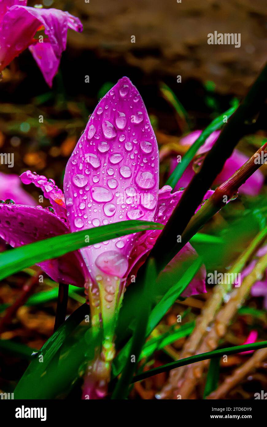 In the enchanting morning embrace of Arusha, Tanzania, a delicate pink ...