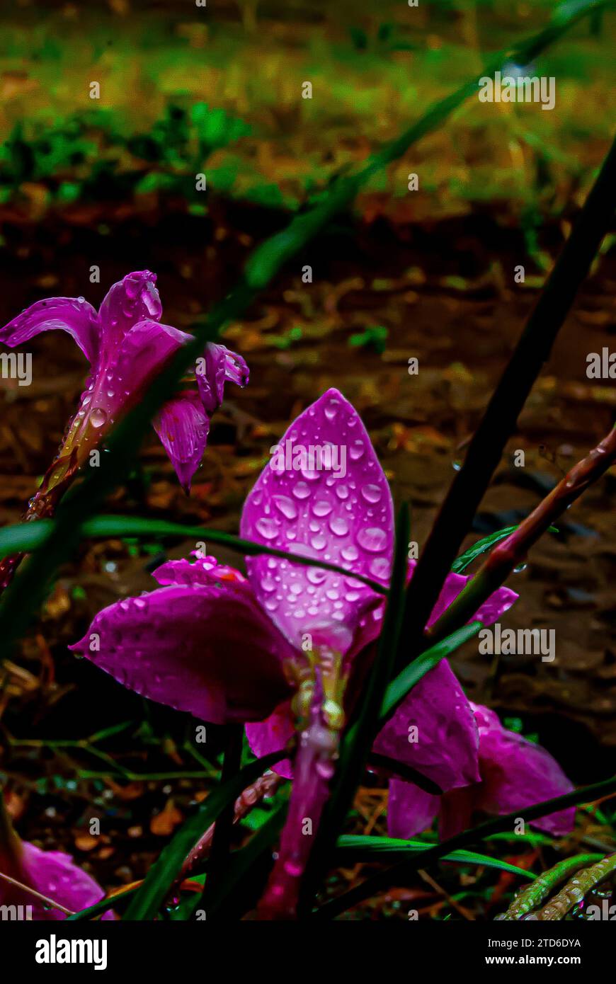 In the enchanting morning embrace of Arusha, Tanzania, a delicate pink ...