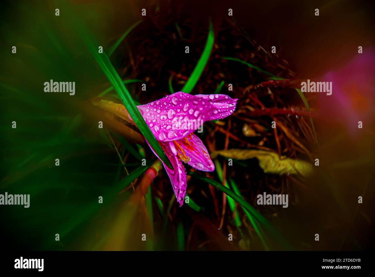 In the enchanting morning embrace of Arusha, Tanzania, a delicate pink ...