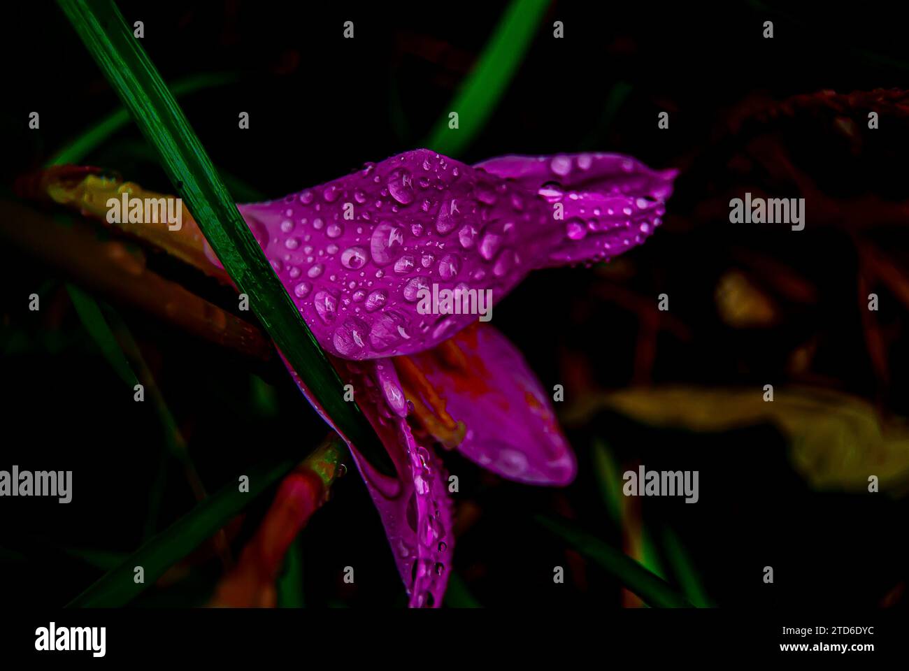 In the enchanting morning embrace of Arusha, Tanzania, a delicate pink ...