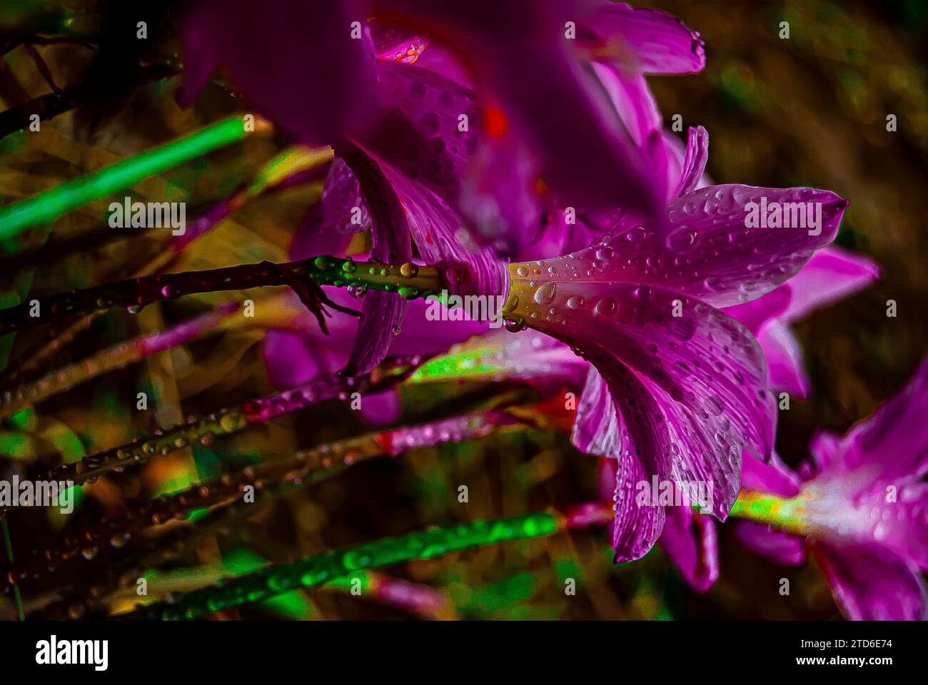 In the enchanting morning embrace of Arusha, Tanzania, a delicate pink ...