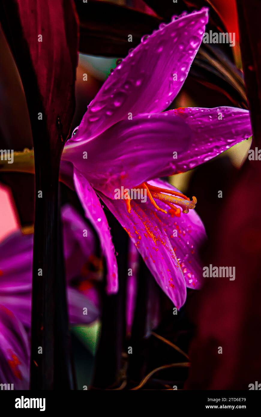 In the enchanting morning embrace of Arusha, Tanzania, a delicate pink ...