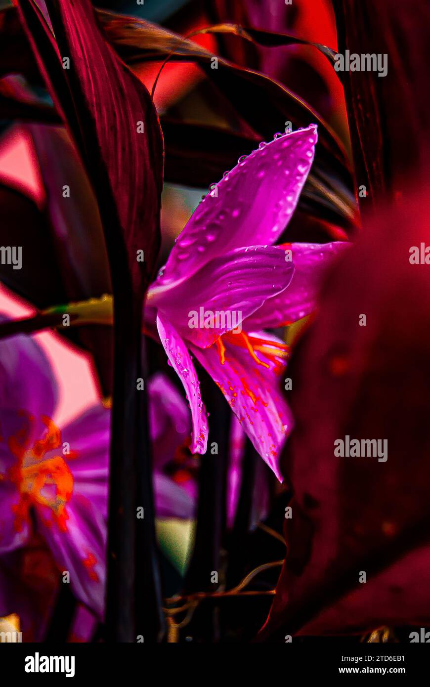 In the enchanting morning embrace of Arusha, Tanzania, a delicate pink ...