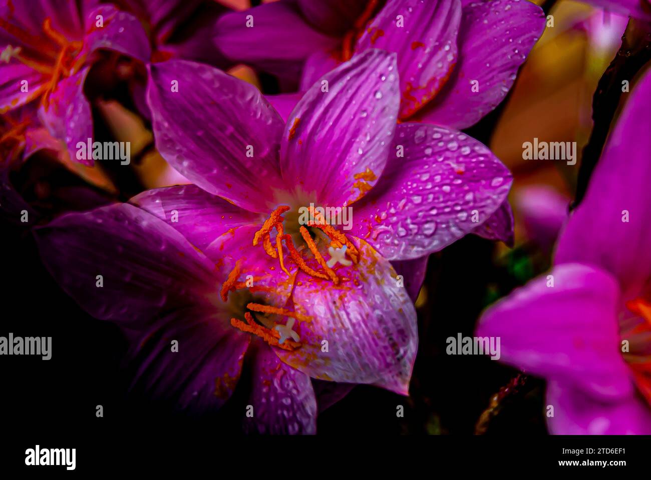 In the enchanting morning embrace of Arusha, Tanzania, a delicate pink ...