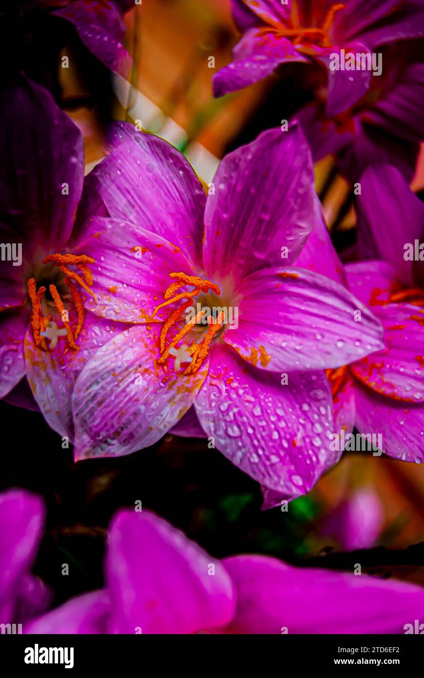 In the enchanting morning embrace of Arusha, Tanzania, a delicate pink ...