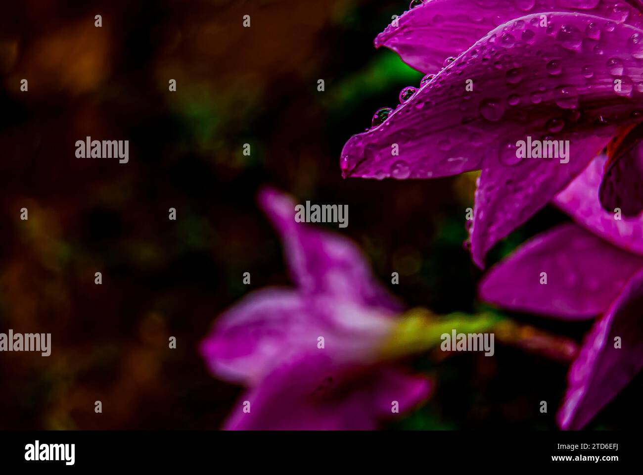 Flower beautify the earth hi-res stock photography and images - Alamy