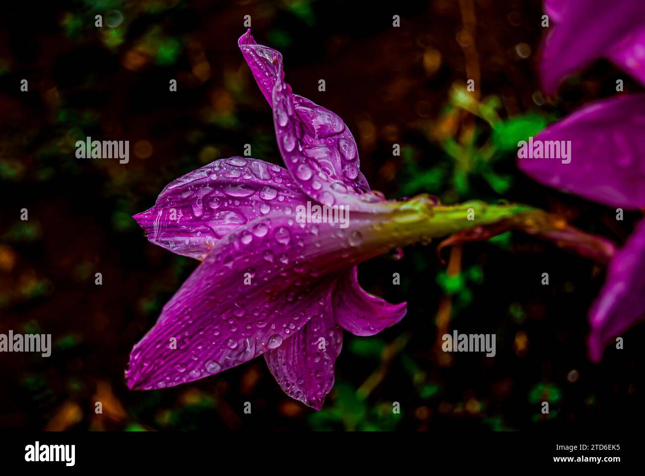 In the enchanting morning embrace of Arusha, Tanzania, a delicate pink ...