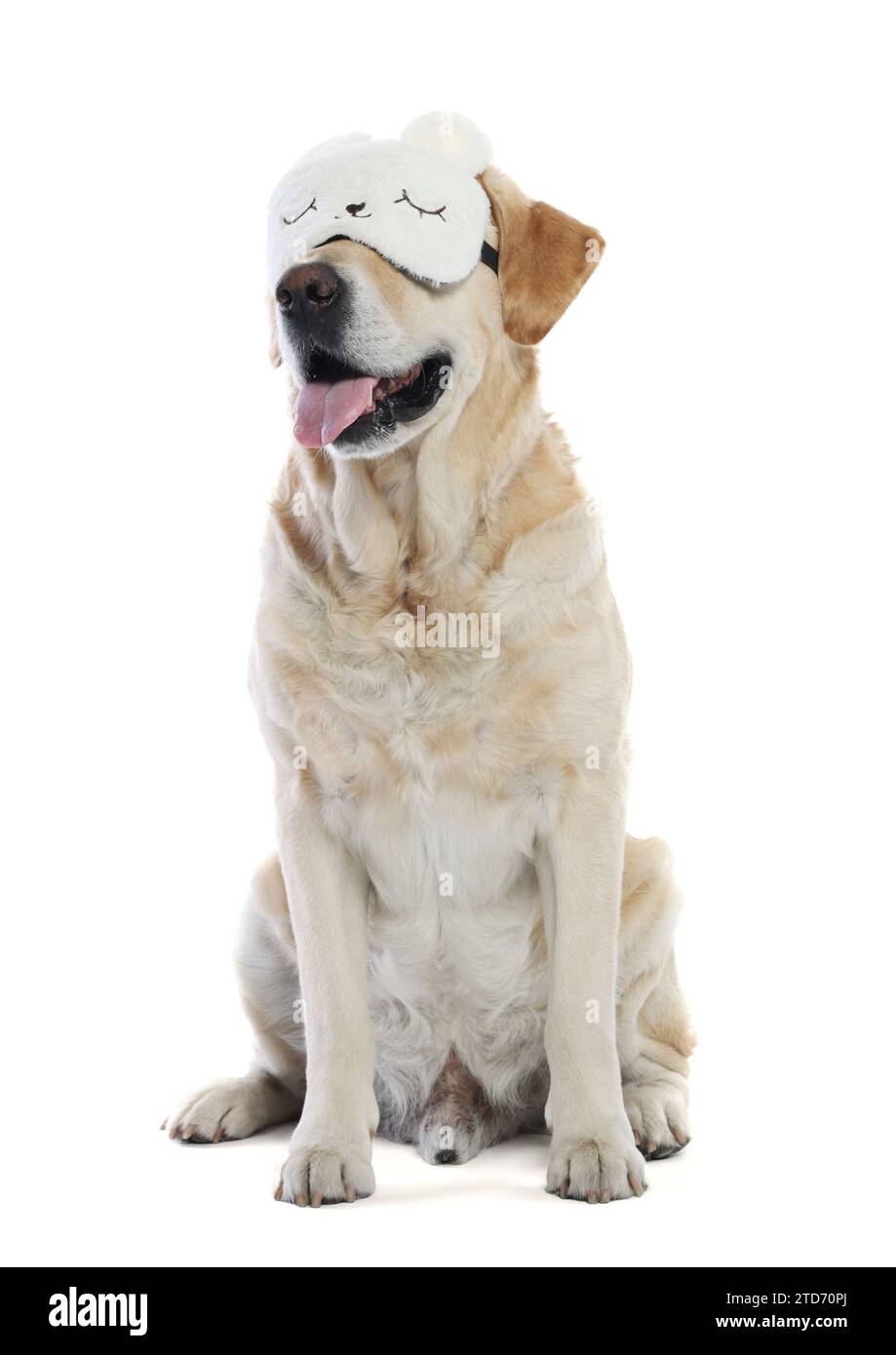 Cute Labrador Retriever with sleep mask on white background Stock Photo ...