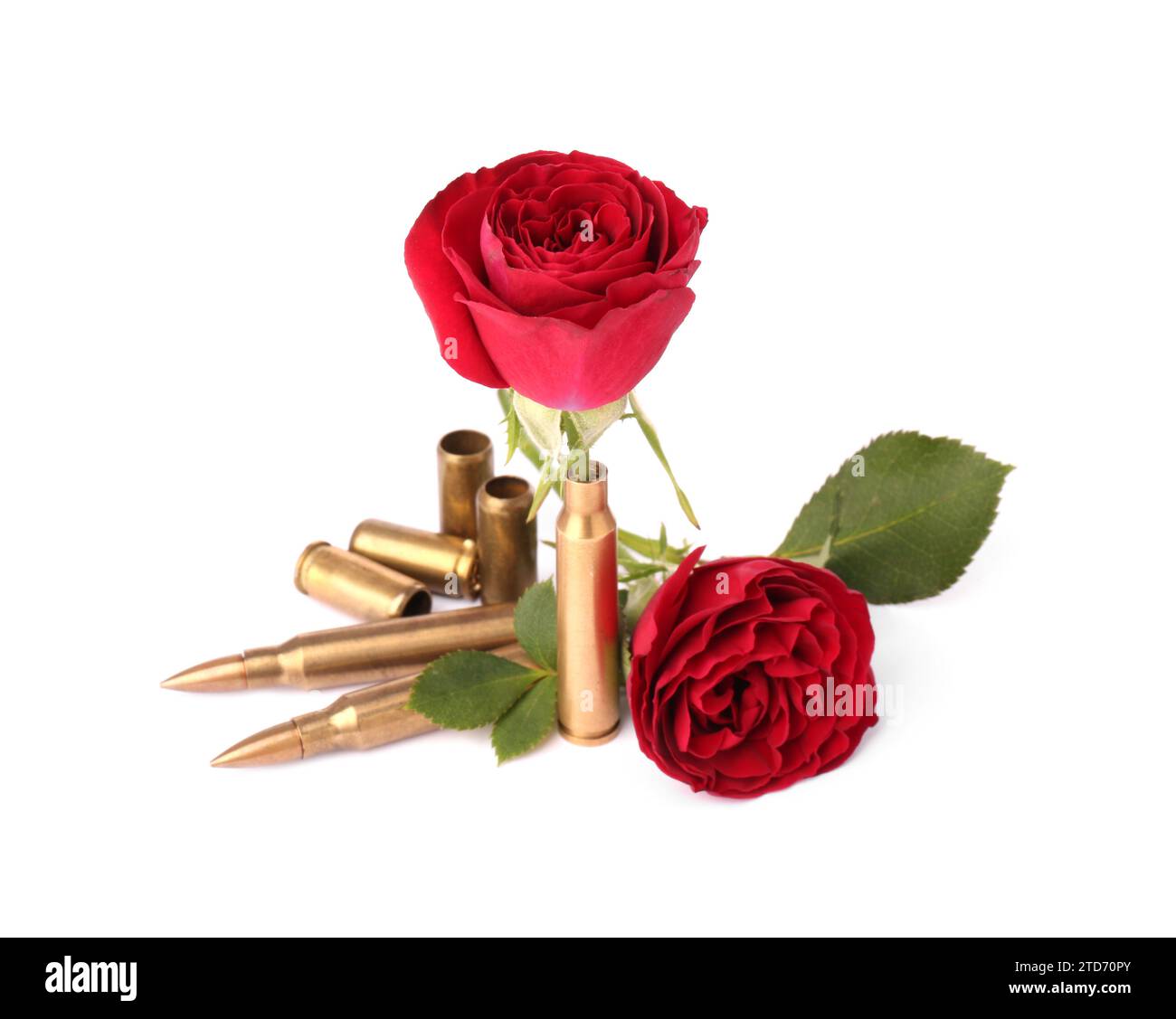 Bullets and cartridge cases with beautiful rose flowers isolated on ...