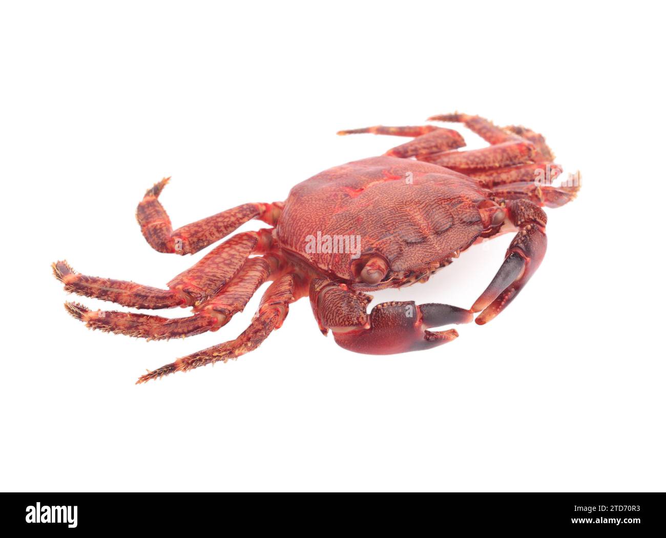One single boiled crab Cut Out Stock Images & Pictures - Alamy