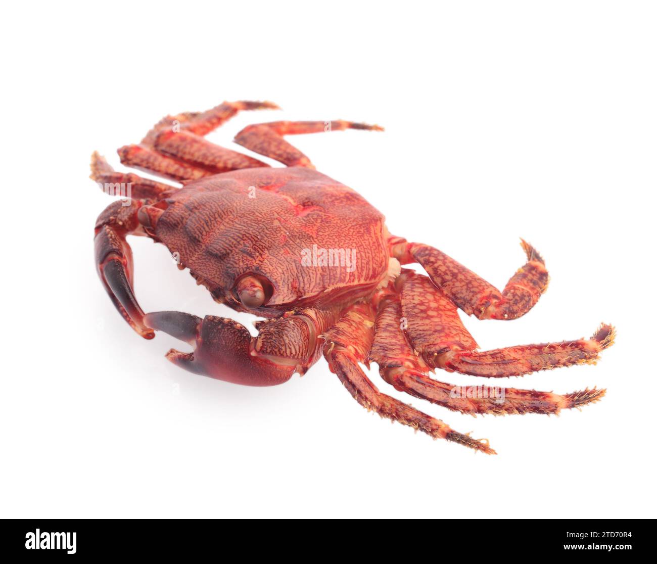 One single boiled crab Cut Out Stock Images & Pictures - Alamy