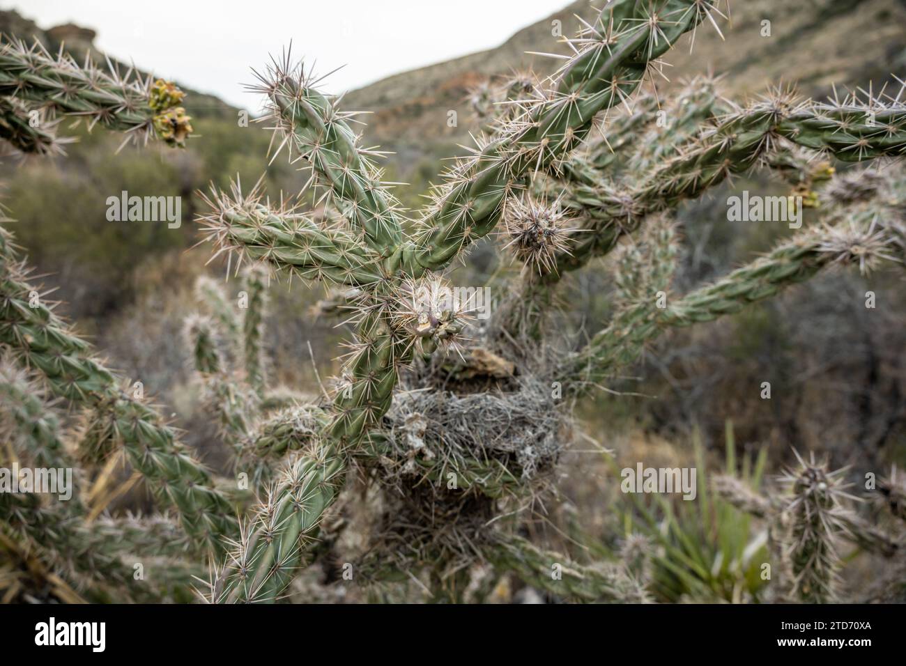 Birds Nest Nestled Into the Needle Filled Chain Link Cactus in Big Bend ...