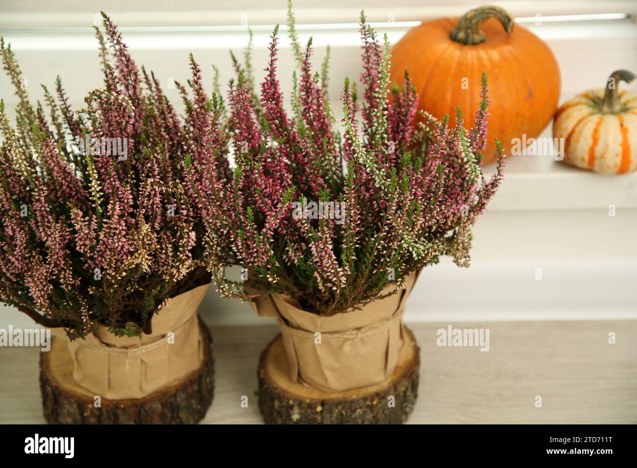 Beautiful heather flowers in pots and pumpkins indoors Stock Photo - Alamy