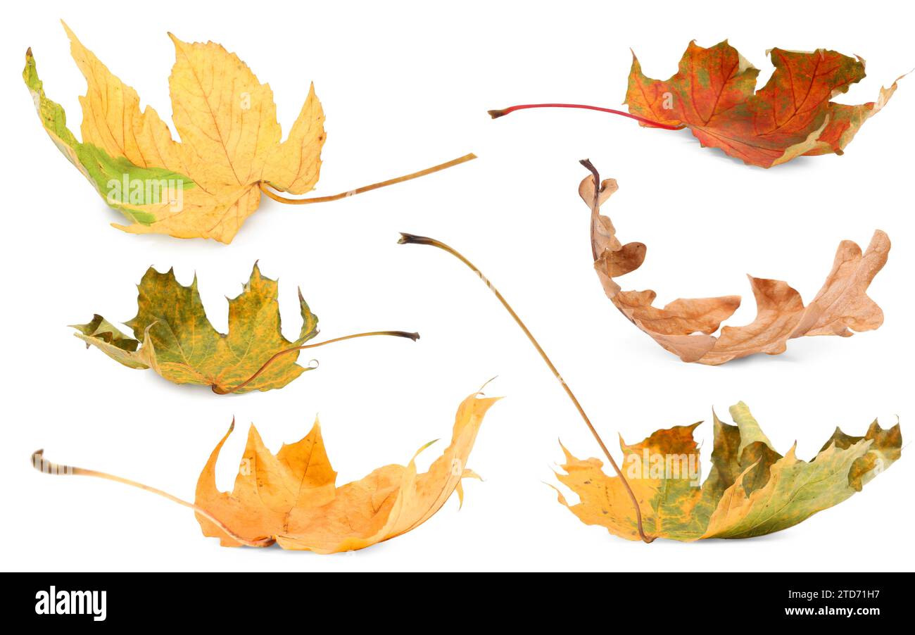 Many different autumn leaves on white background Stock Photo - Alamy