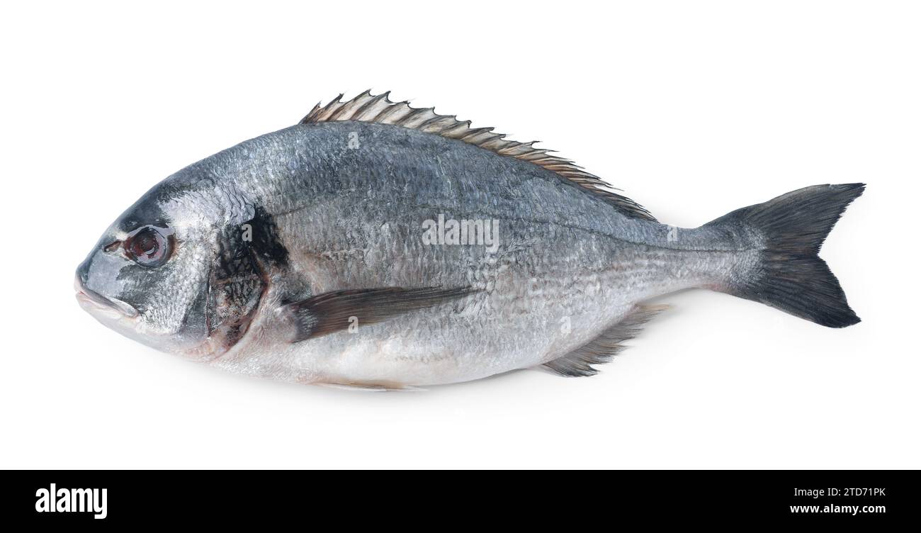 Fresh raw dorado fish isolated on white, top view Stock Photo - Alamy